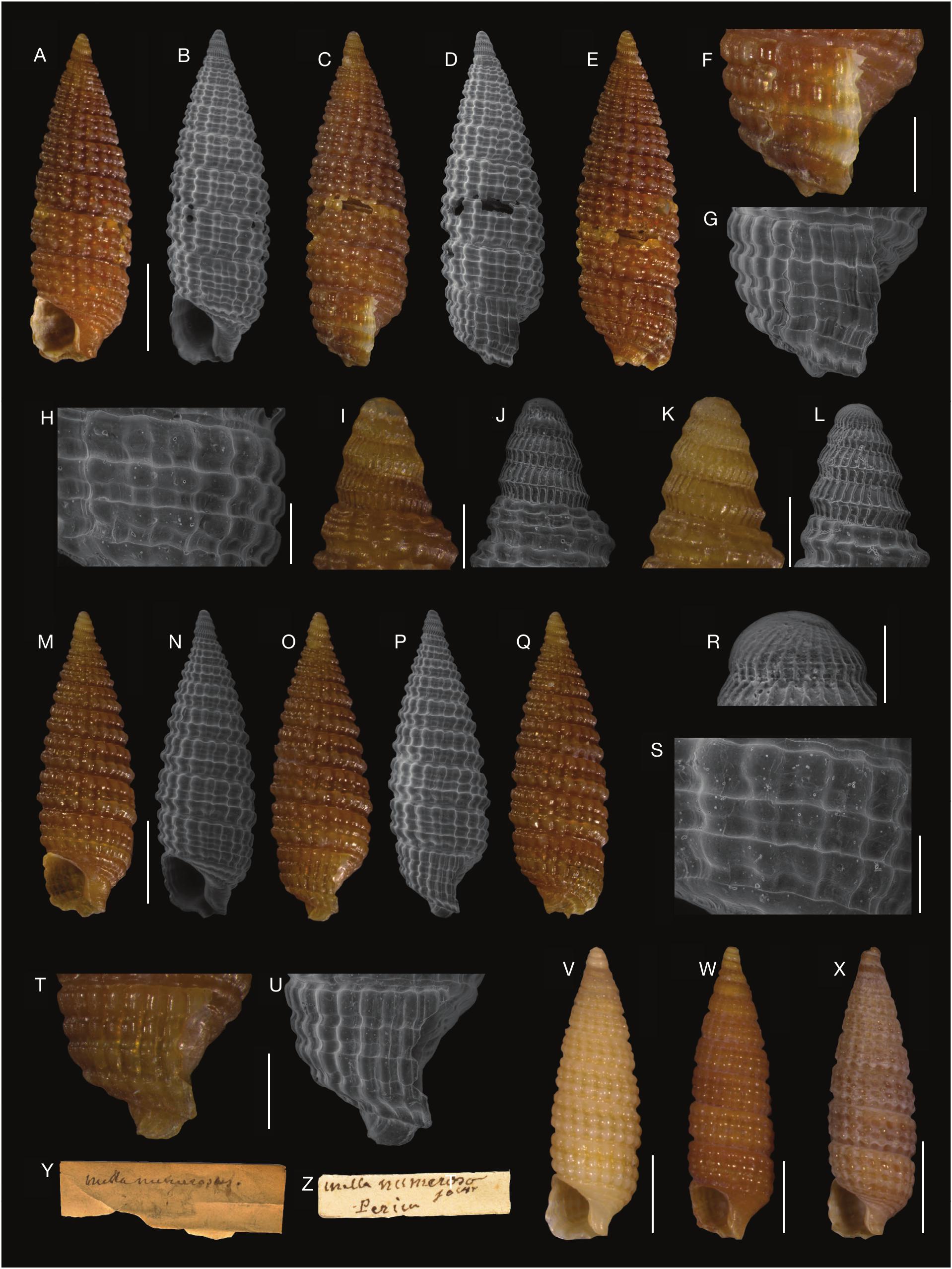 Review of the types of Indo-Pacific Triphoridae (Mollusca, Gastropoda ...