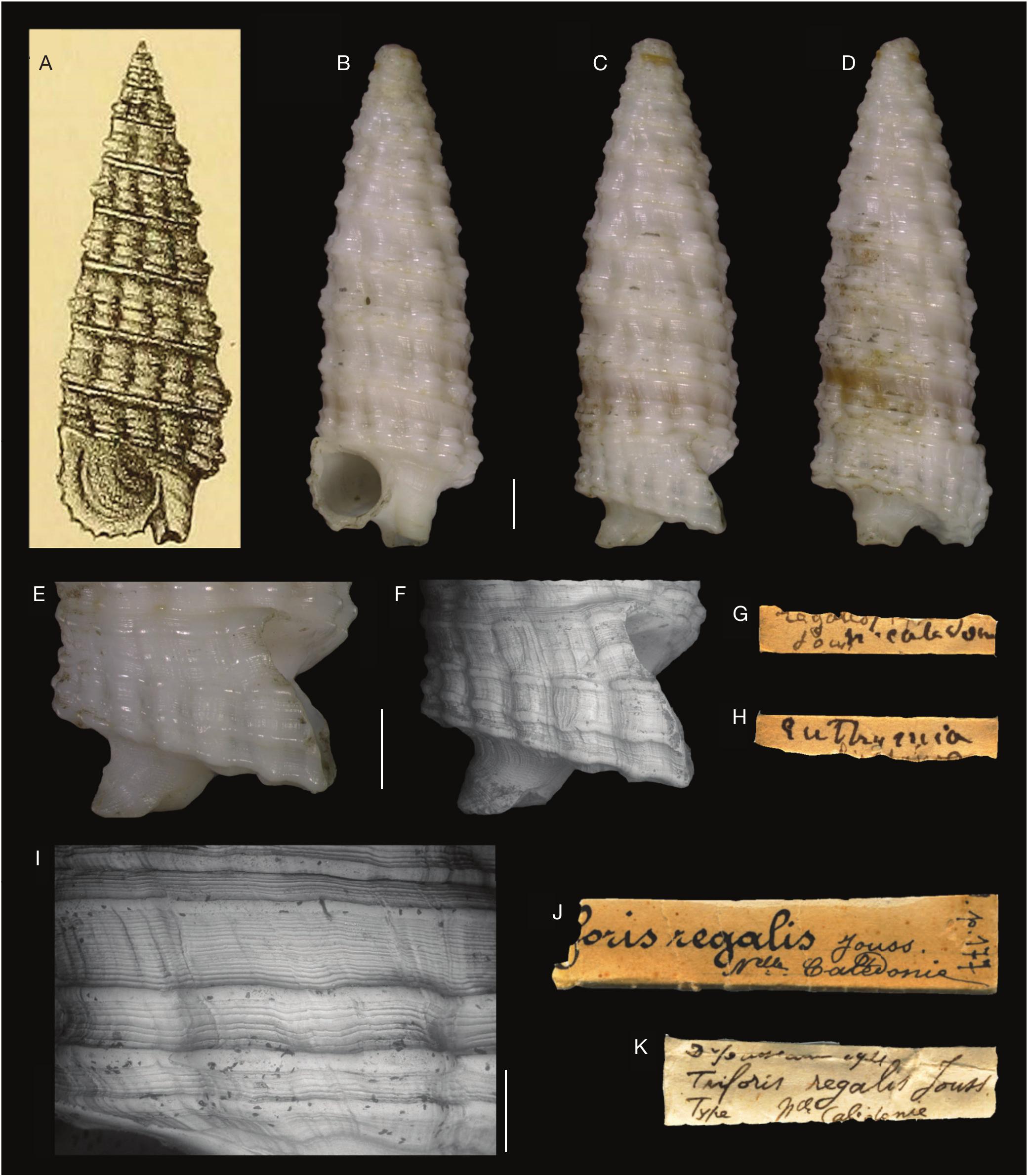 Review of the types of Indo-Pacific Triphoridae (Mollusca, Gastropoda ...