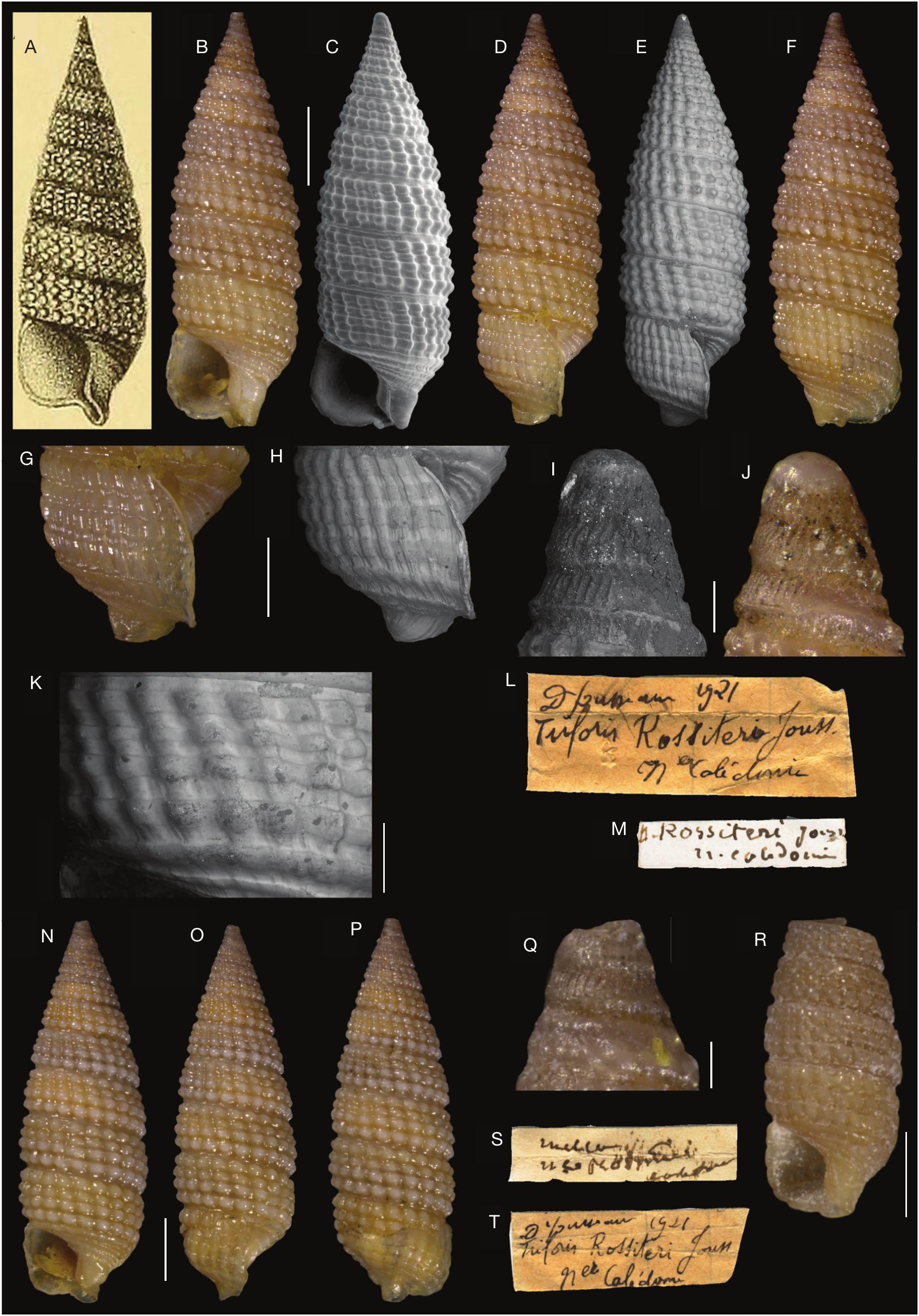 Review of the types of Indo-Pacific Triphoridae (Mollusca, Gastropoda ...
