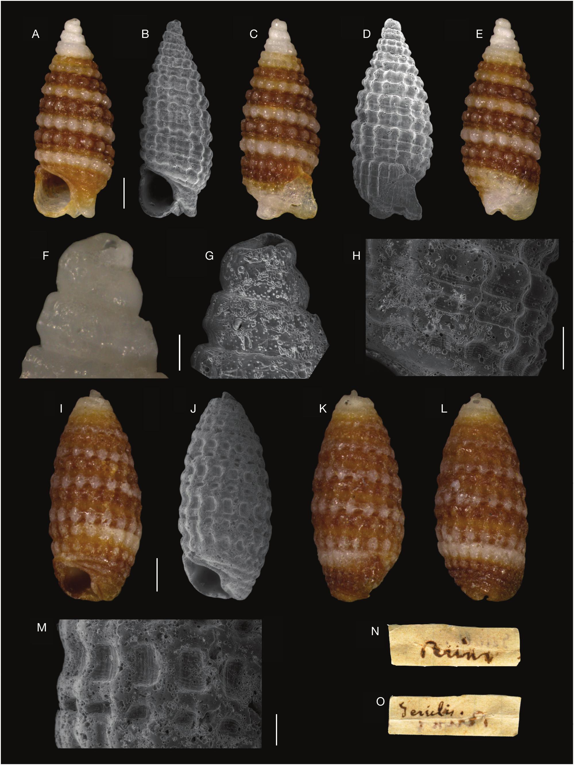 Review of the types of Indo-Pacific Triphoridae (Mollusca, Gastropoda ...