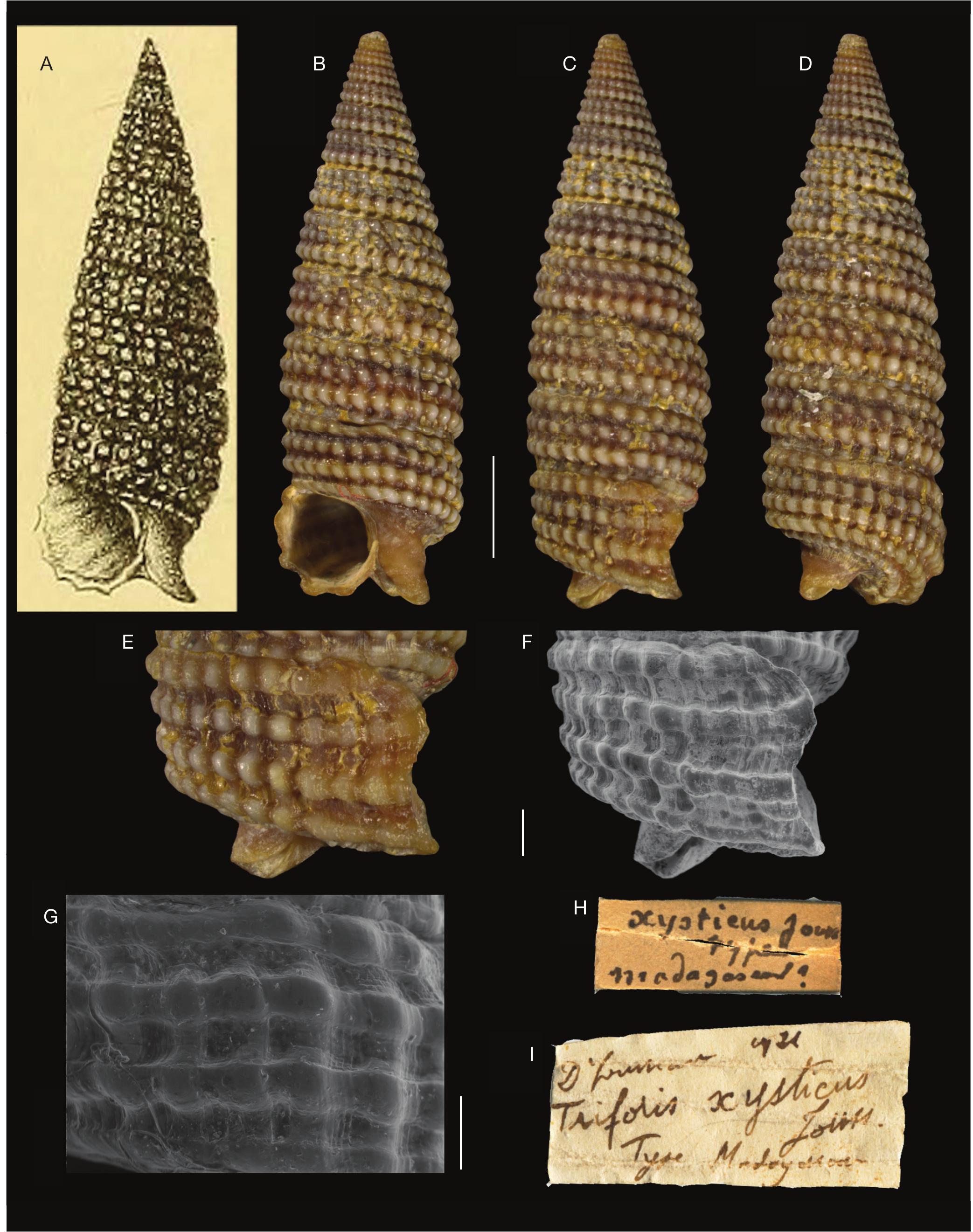 Review of the types of Indo-Pacific Triphoridae (Mollusca, Gastropoda ...