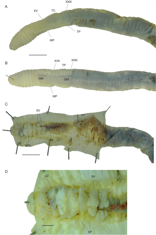 Resampling Bouché's historical localities reveals three new species and ...