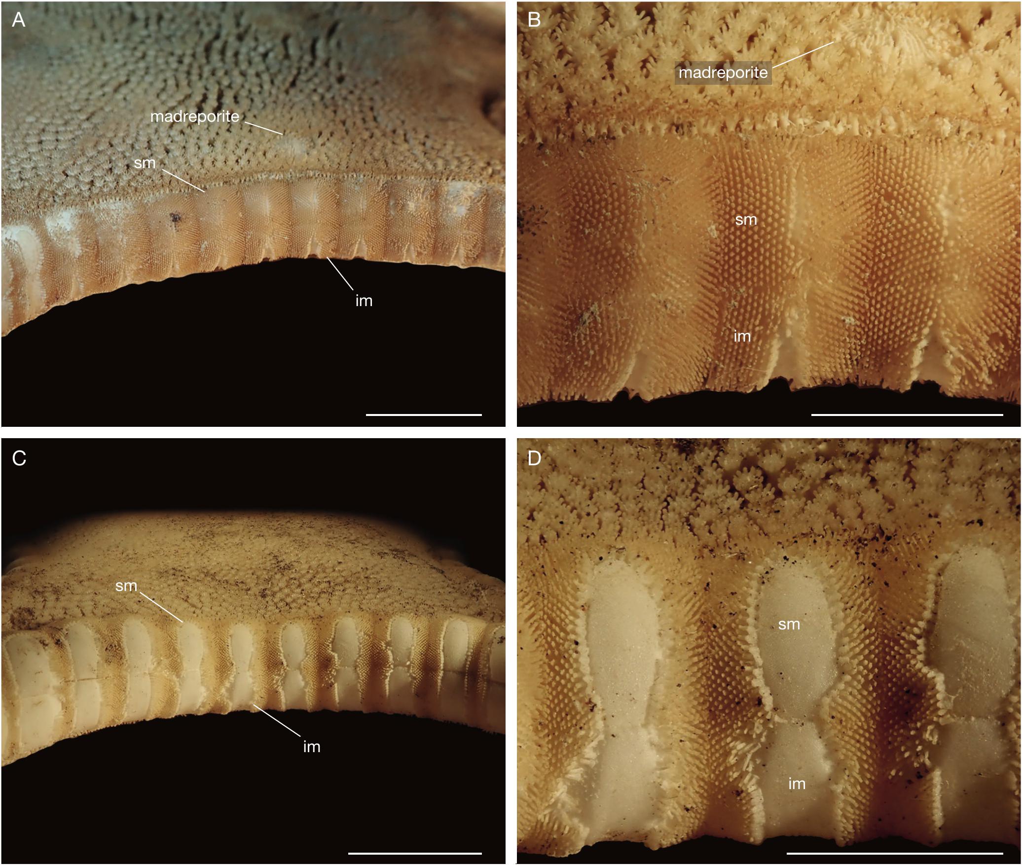 Revision of the genus Benthogenia Fisher, 1911 (Asteroidea ...